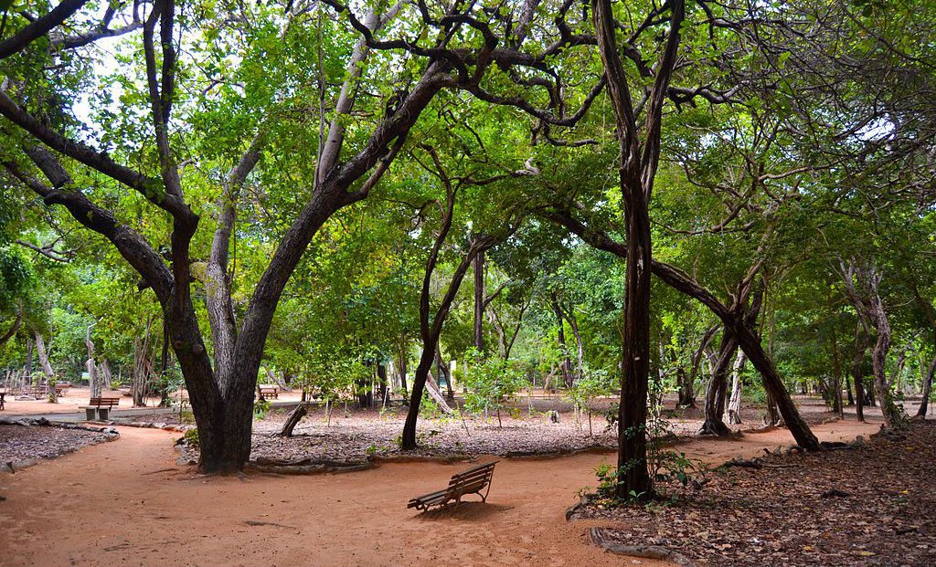 Parque das Dunas e Cajueiro funcionam normalmente no feriado. Confira ...